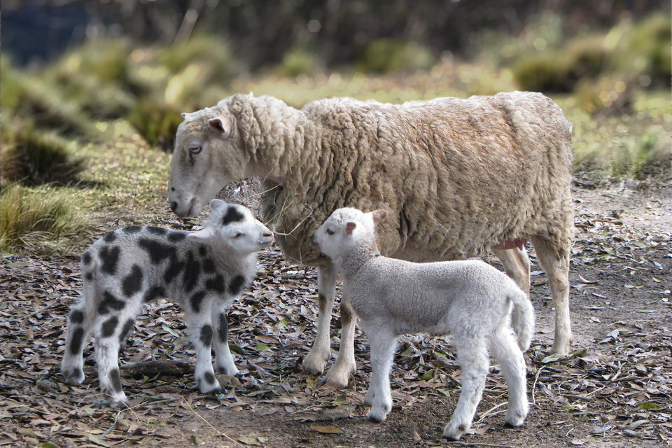 【아침경건회】 창세기 30장 / 자손과 부를 함께 얻은 야곱
